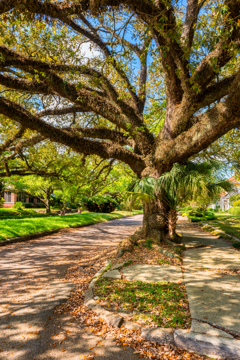 Tree Services in Mobile AL Alabama | Tree Removal, Trimming, Chipping ...